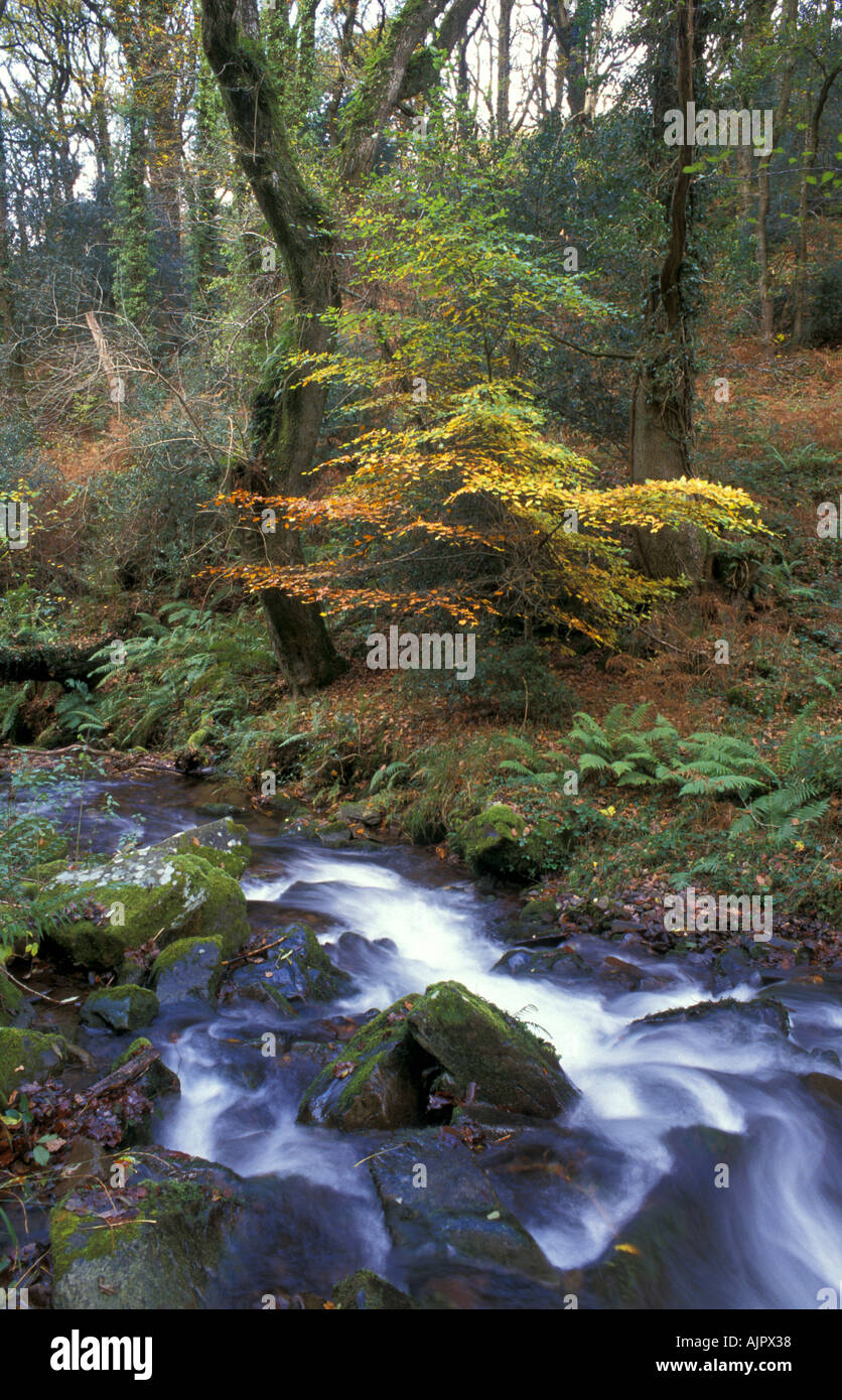 Beech tree by Horner Water river near Porlock Exmoor Dunkery and Horner ...