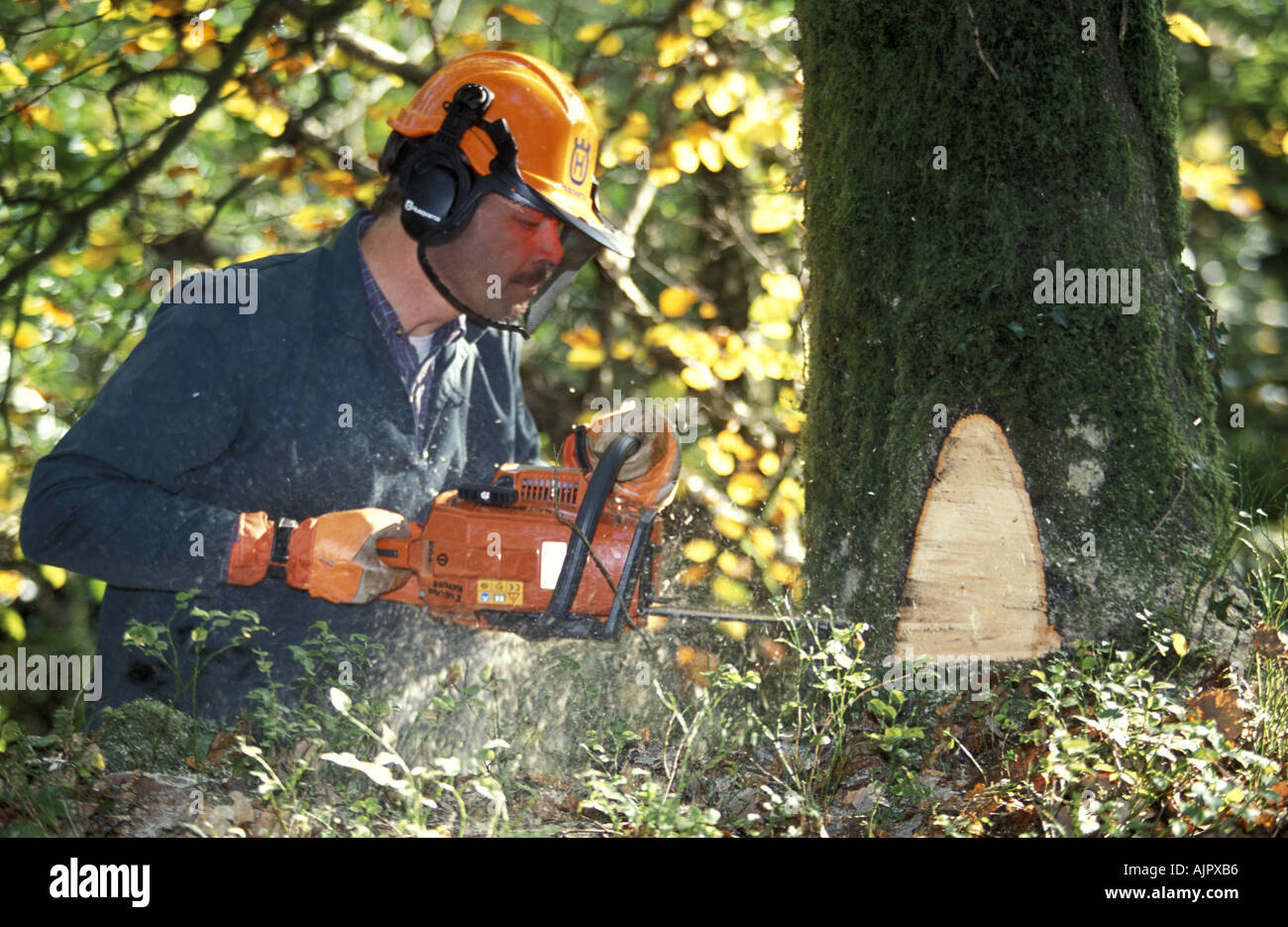 Conservation worker cutting down a beech tree in Yarner Woods National ...