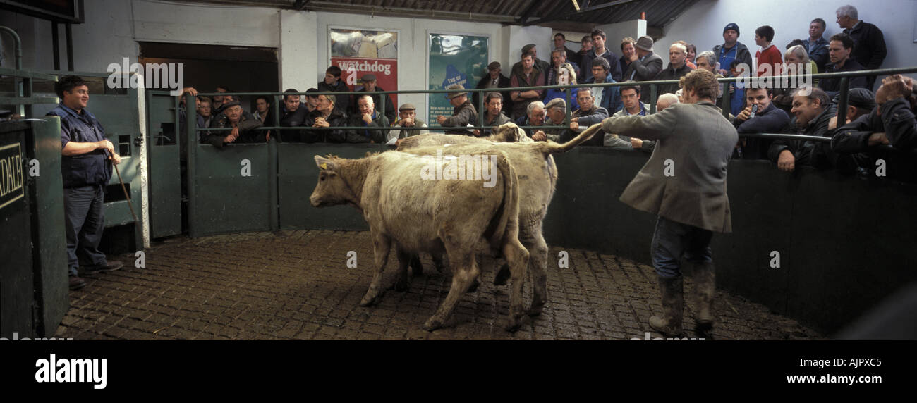 Hallworthy Livestock Market North Devon England Stock Photo - Alamy