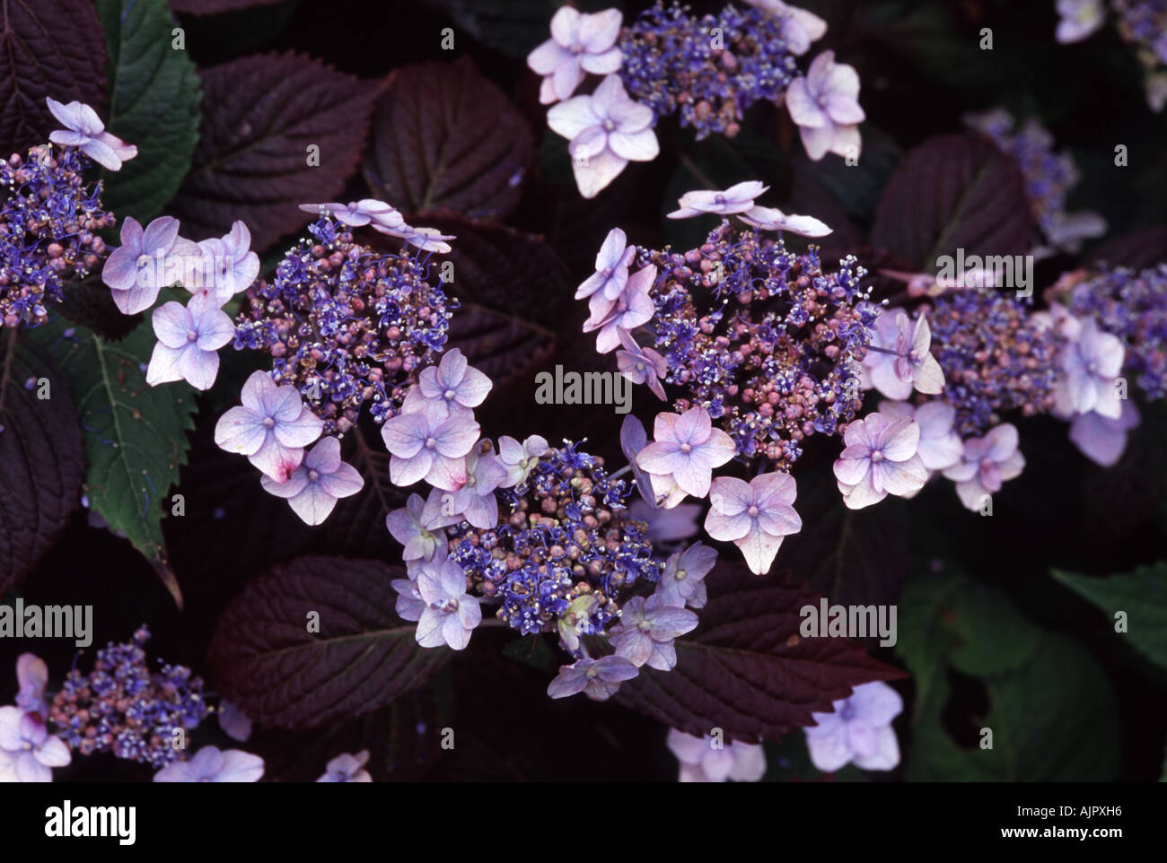 Hydrangea macrophylla BLUE BILLOW Stock Photo - Alamy