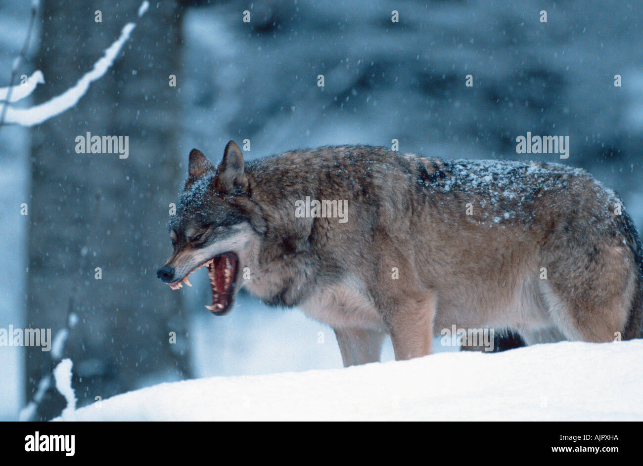 Wolf Canis lupus Stock Photo - Alamy