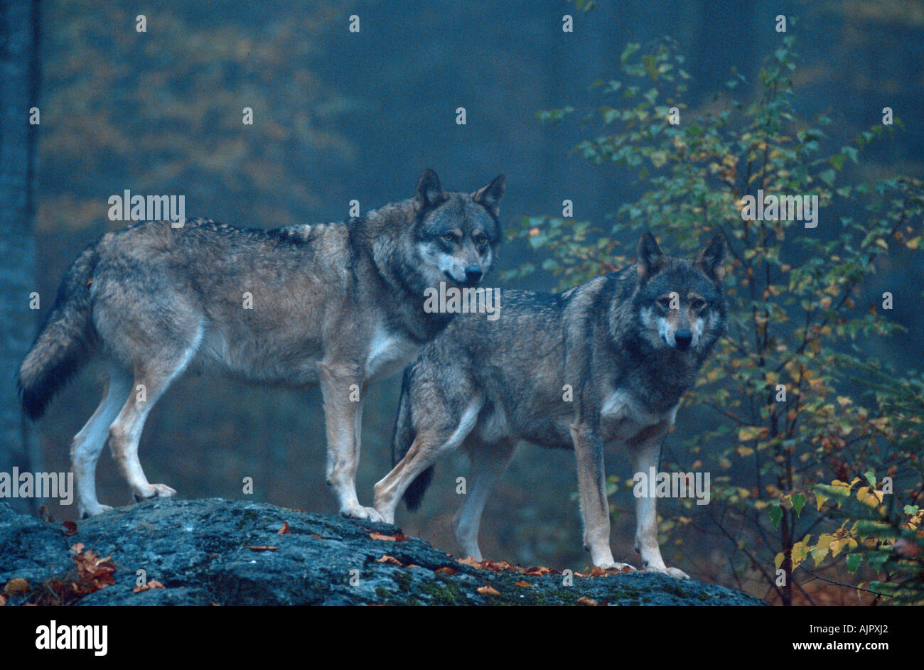 Wolves pair Canis lupus Stock Photo - Alamy