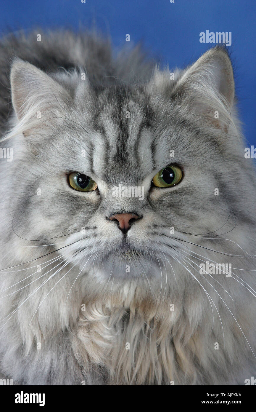 Persian Cat silver tabby Stock Photo - Alamy