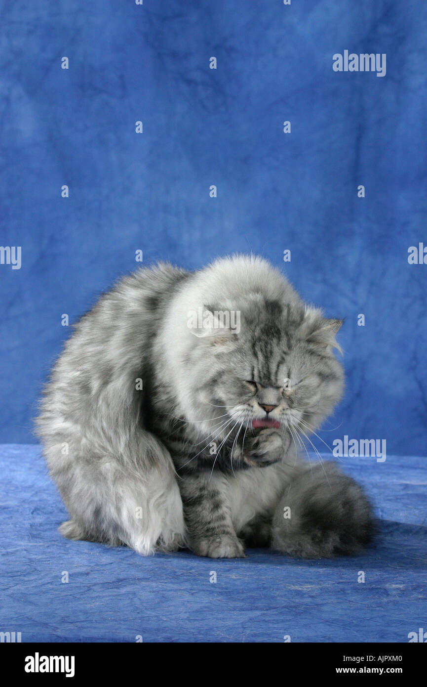 Persian Cat silver tabby Stock Photo - Alamy