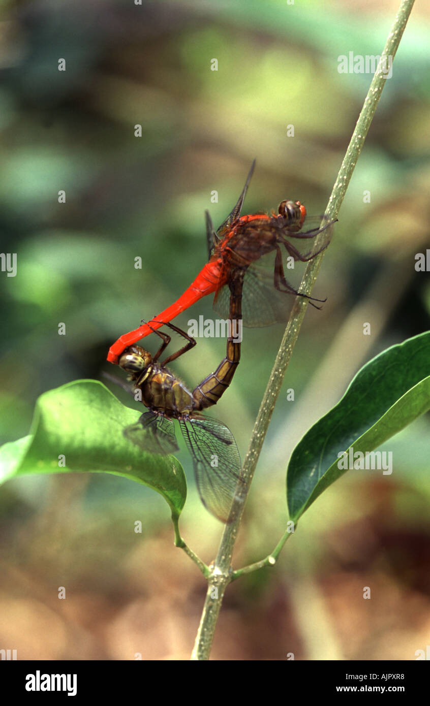 Mating wheel hi-res stock photography and images - Alamy