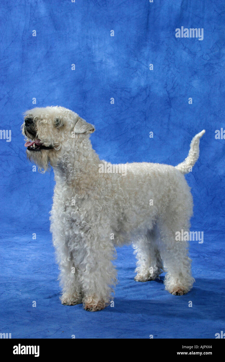 Irish Soft Coated Wheaten Terrier Stock Photo - Alamy