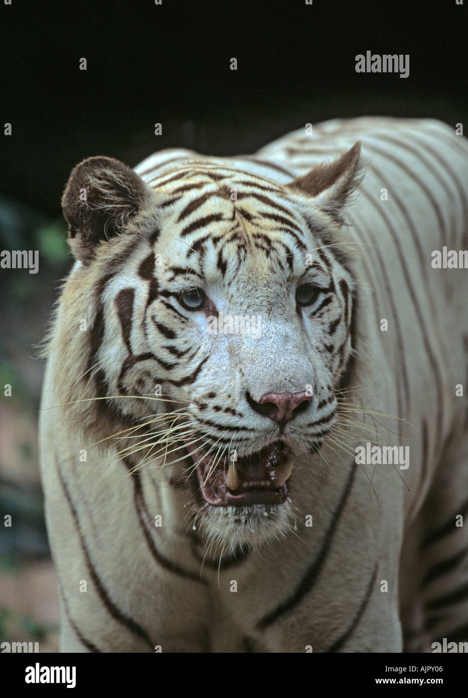 White tiger ( Panthera tigris ) Captive, Singapore Zoo Stock Photo - Alamy