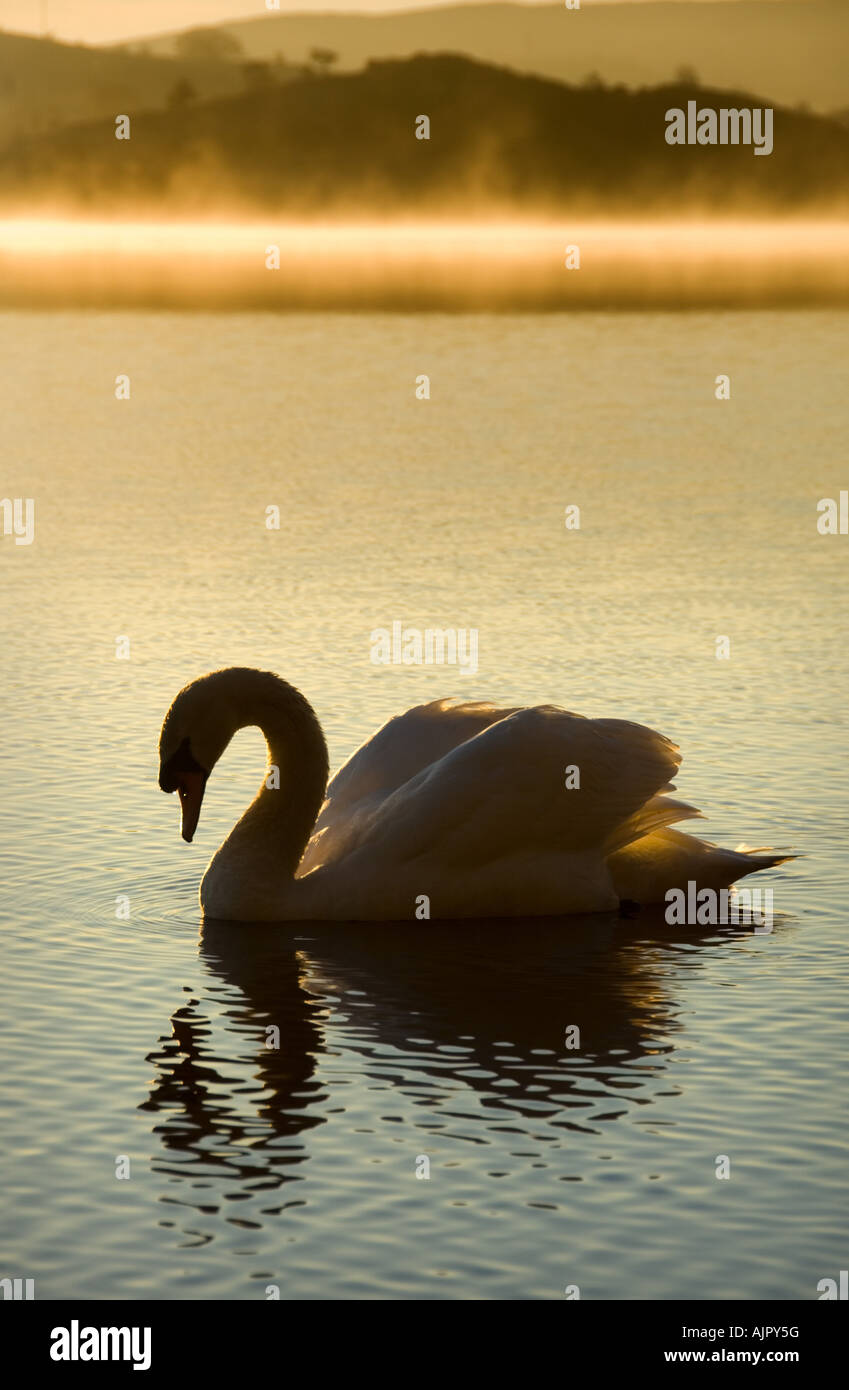 Cygnus olor Mute Swans on tranquil water, loch ken, galloway, scotland ...