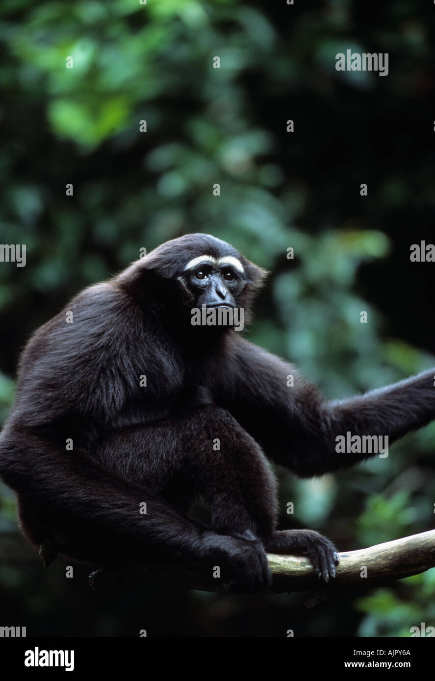 Agile gibbon Hylobates agilis Sumatra Malaysia Borneo, Captive Stock ...