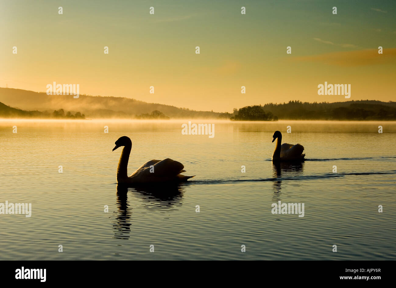 Cygnus olor Mute Swans on tranquil water, loch ken, galloway, scotland ...