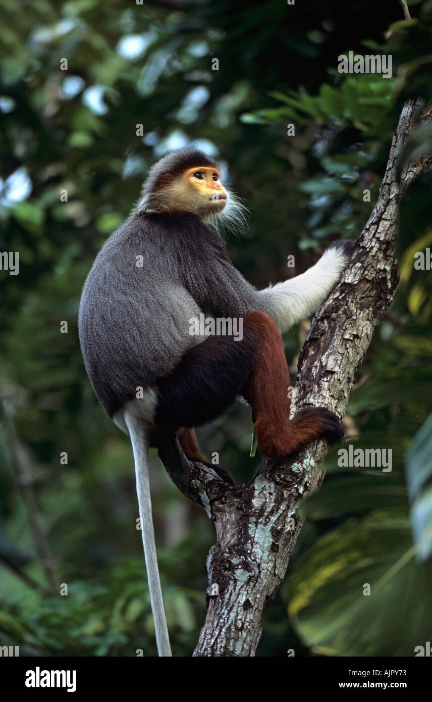 Red-shanked Douc Langur Pygathrix nemaeus nemaeus, Captive Stock Photo ...
