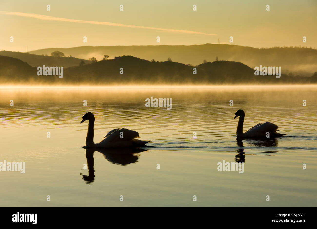 Cygnus olor Mute Swans on tranquil water, loch ken, galloway, scotland ...