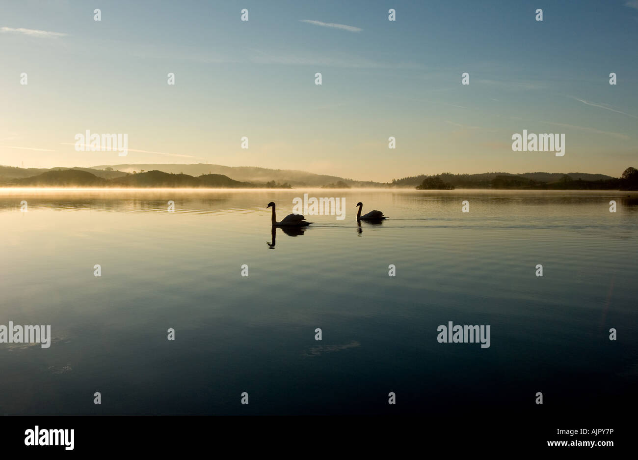 Cygnus olor Mute Swans on tranquil water, loch ken, galloway, scotland ...