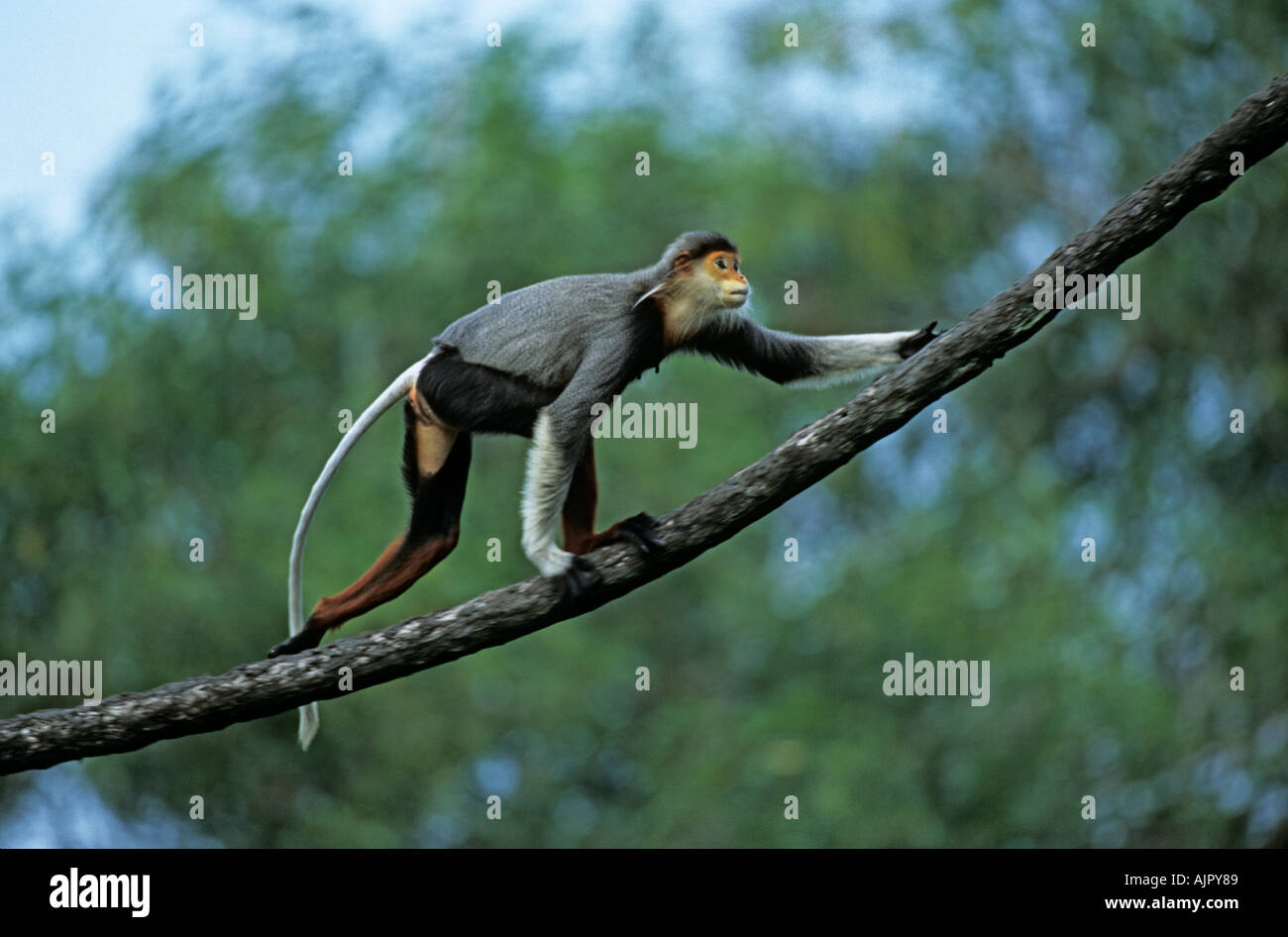 Red-shanked Douc Langur Pygathrix nemaeus nemaeus, Captive Stock Photo ...