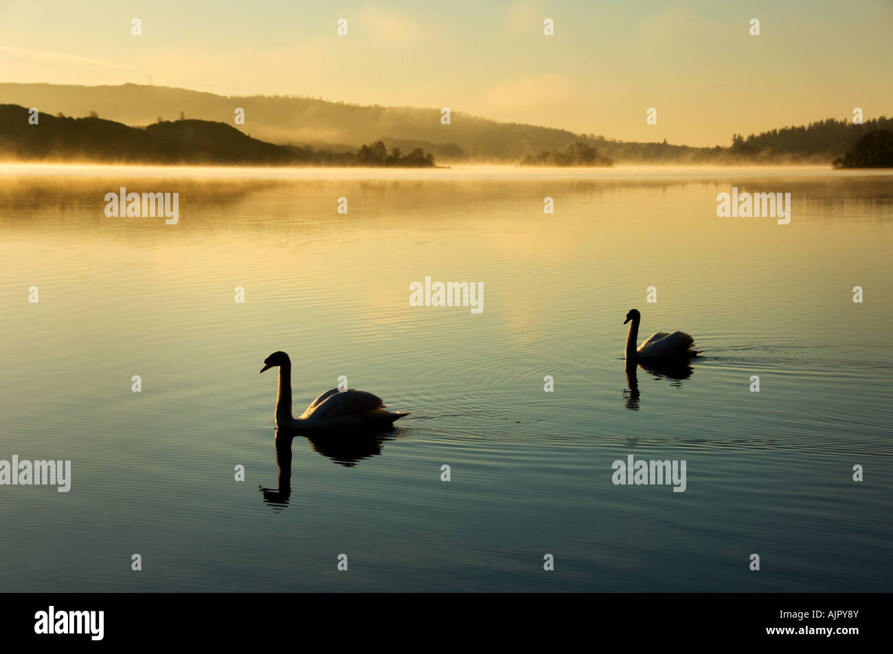 Cygnus olor Mute Swans on tranquil water, loch ken, galloway, scotland ...