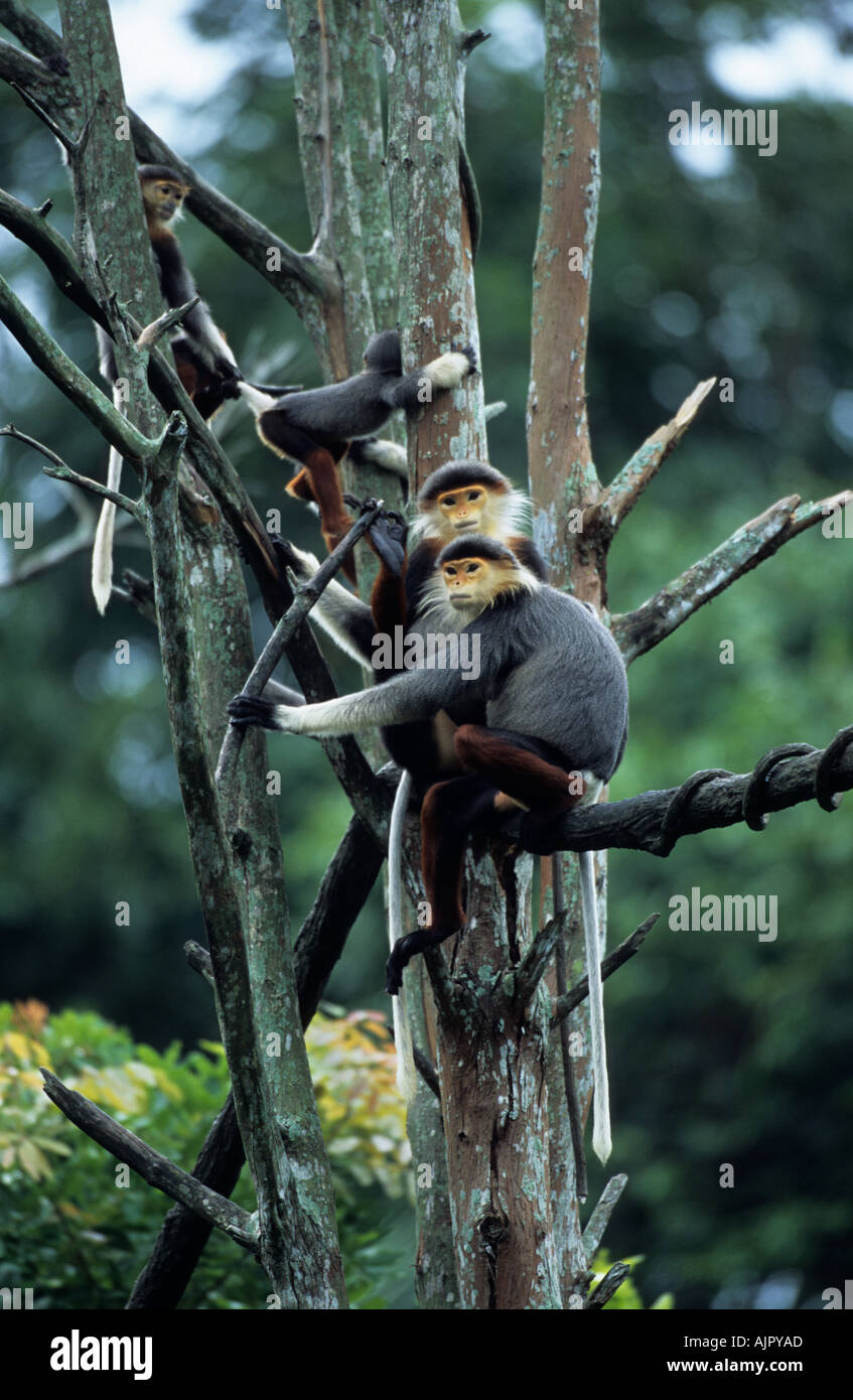 Pygathrix nemaeus baby hi-res stock photography and images - Alamy