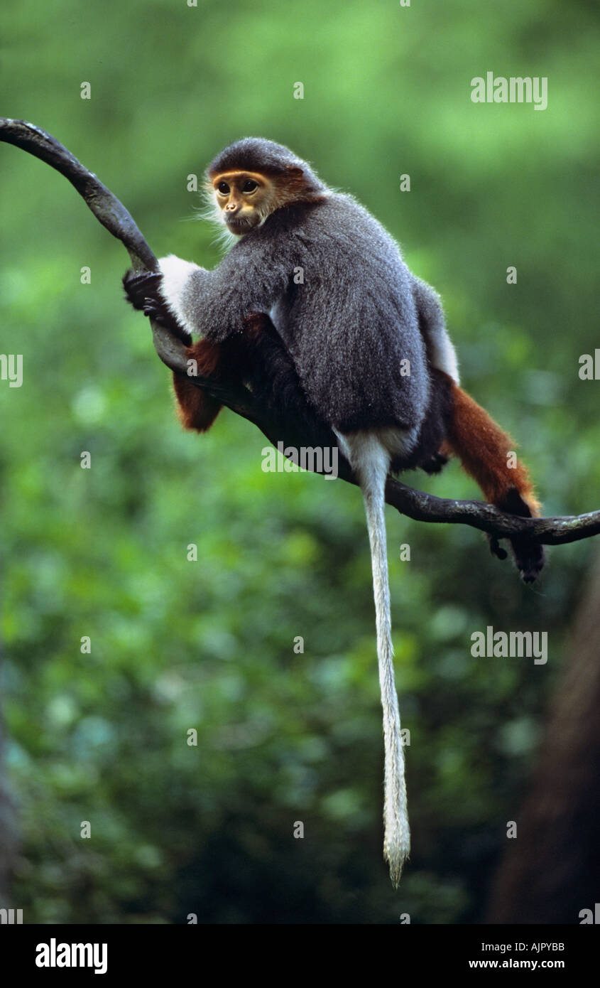 Red-shanked Douc Langur Pygathrix nemaeus nemaeus, Captive Stock Photo ...