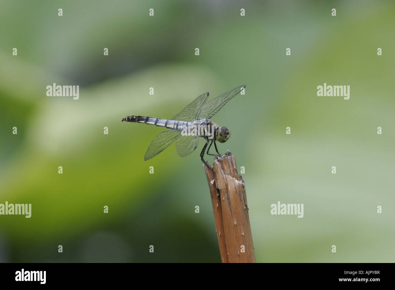 Rest for a while Stock Photo - Alamy