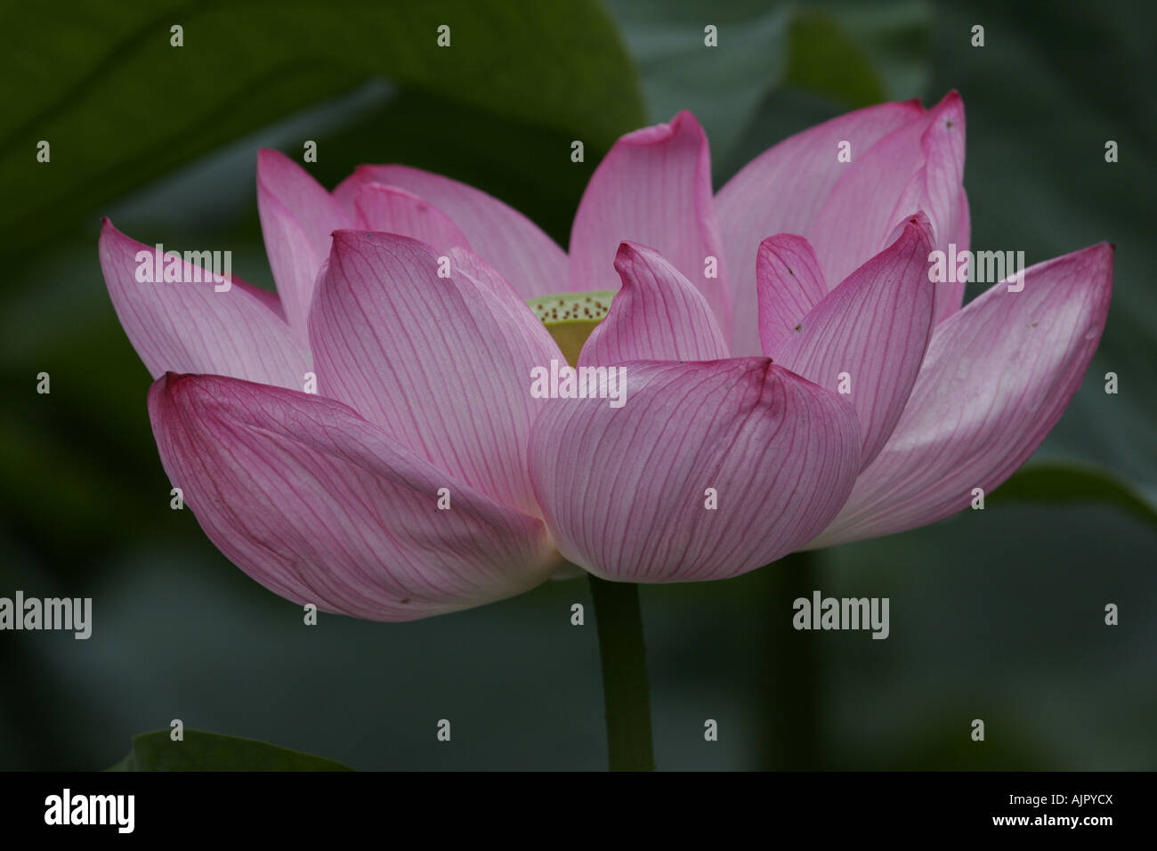 fully bloomed lotus flower Stock Photo - Alamy