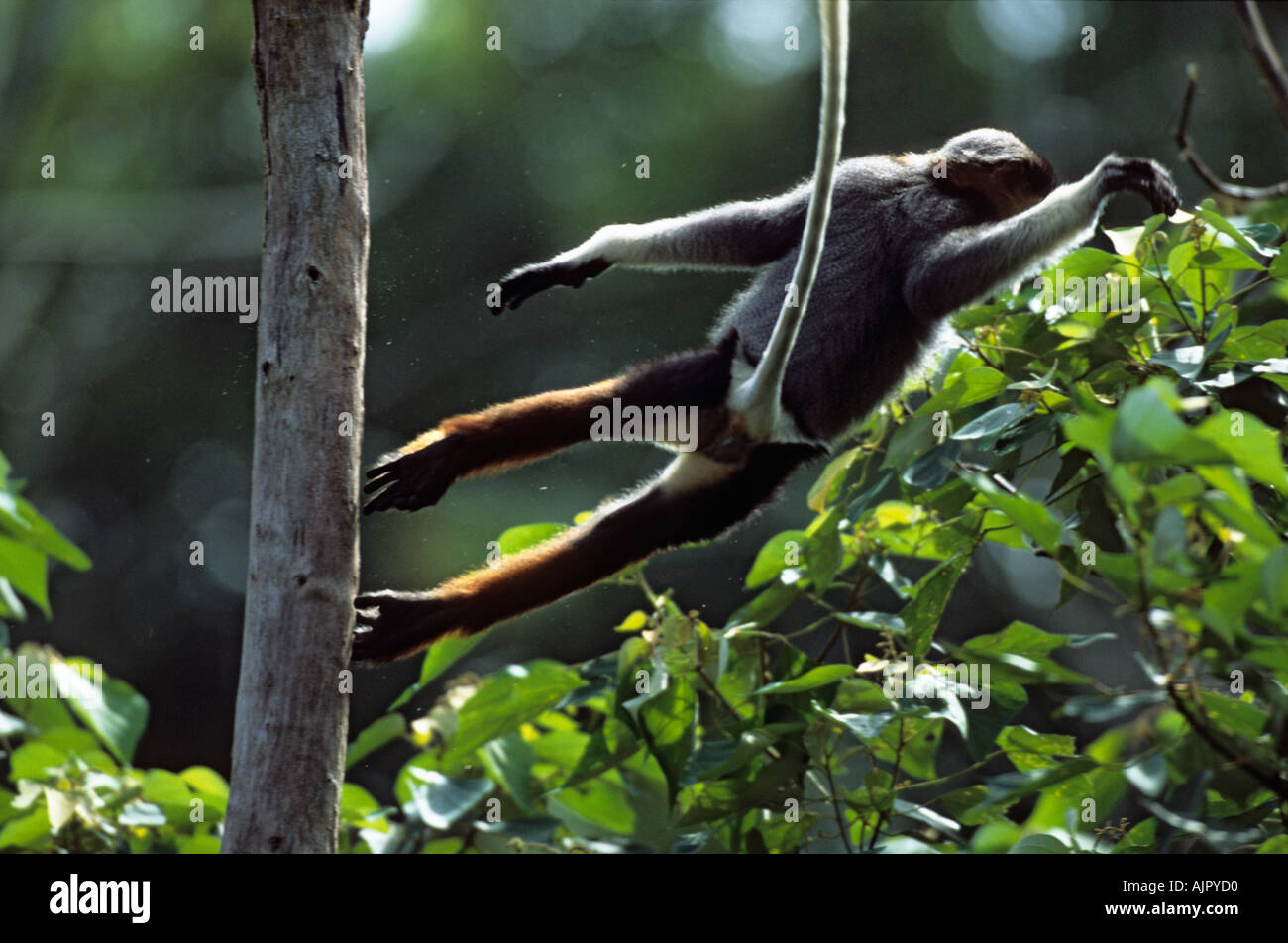 Red-shanked Douc Langur Pygathrix nemaeus nemaeus, Captive Stock Photo ...