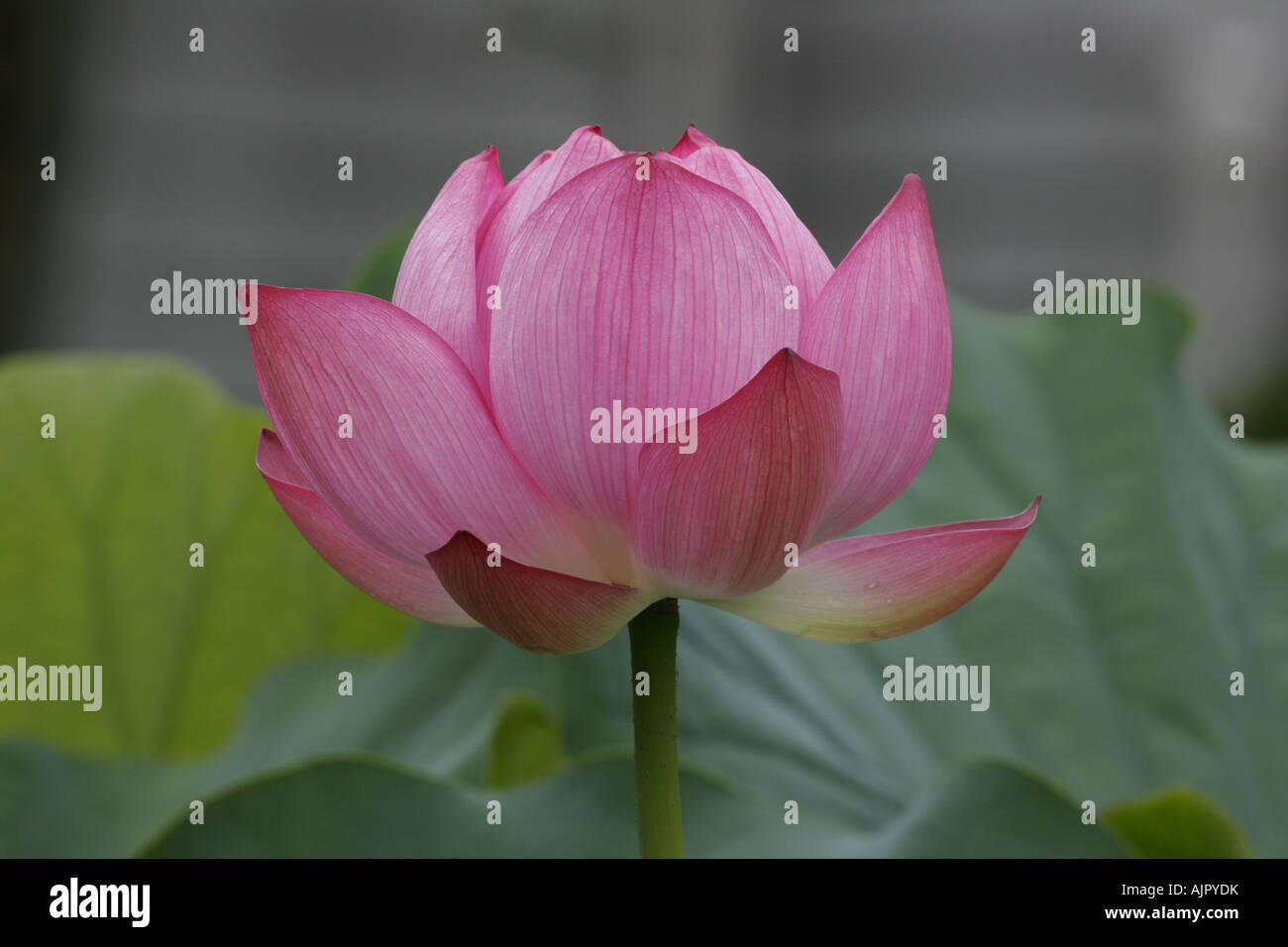 lotus flower bud Stock Photo - Alamy