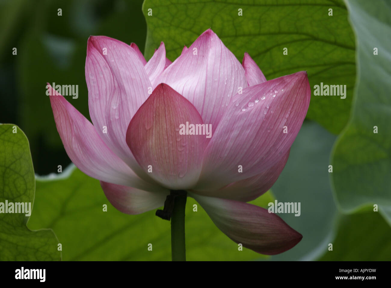 fully bloomed lotus flower Stock Photo - Alamy