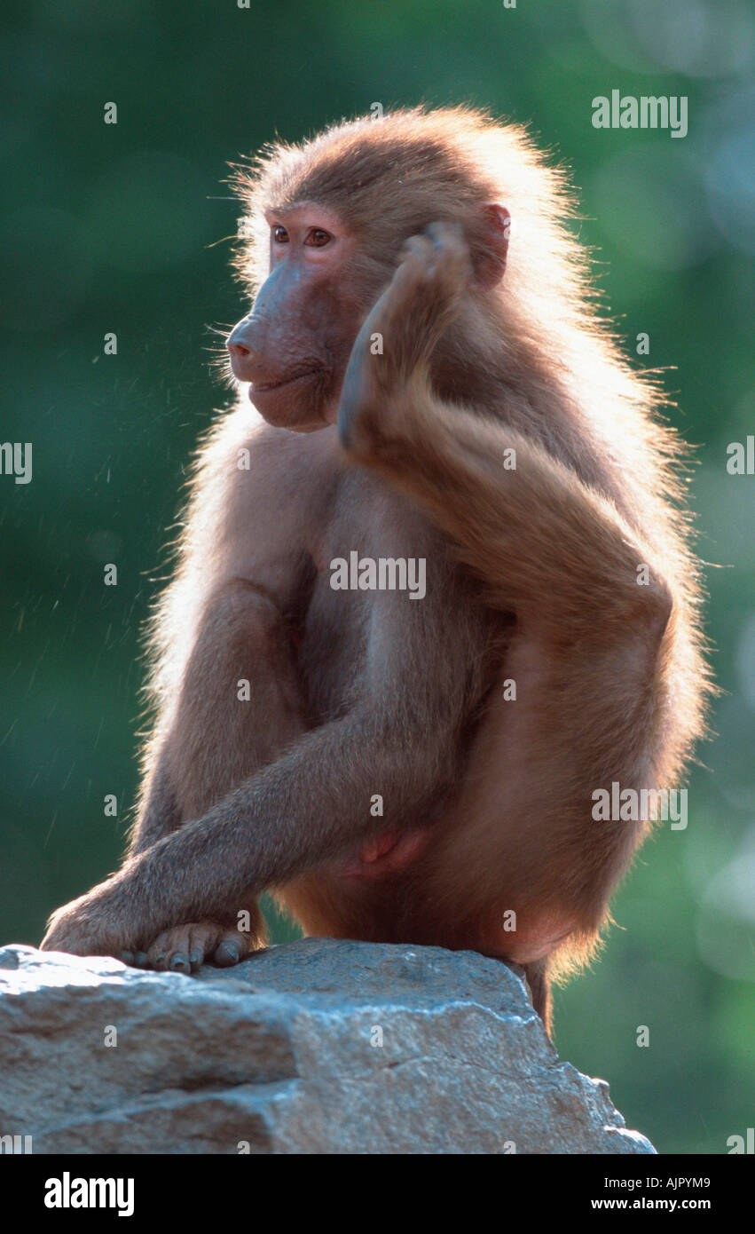 Hamadryas Baboon female Papio hamadryas Stock Photo - Alamy