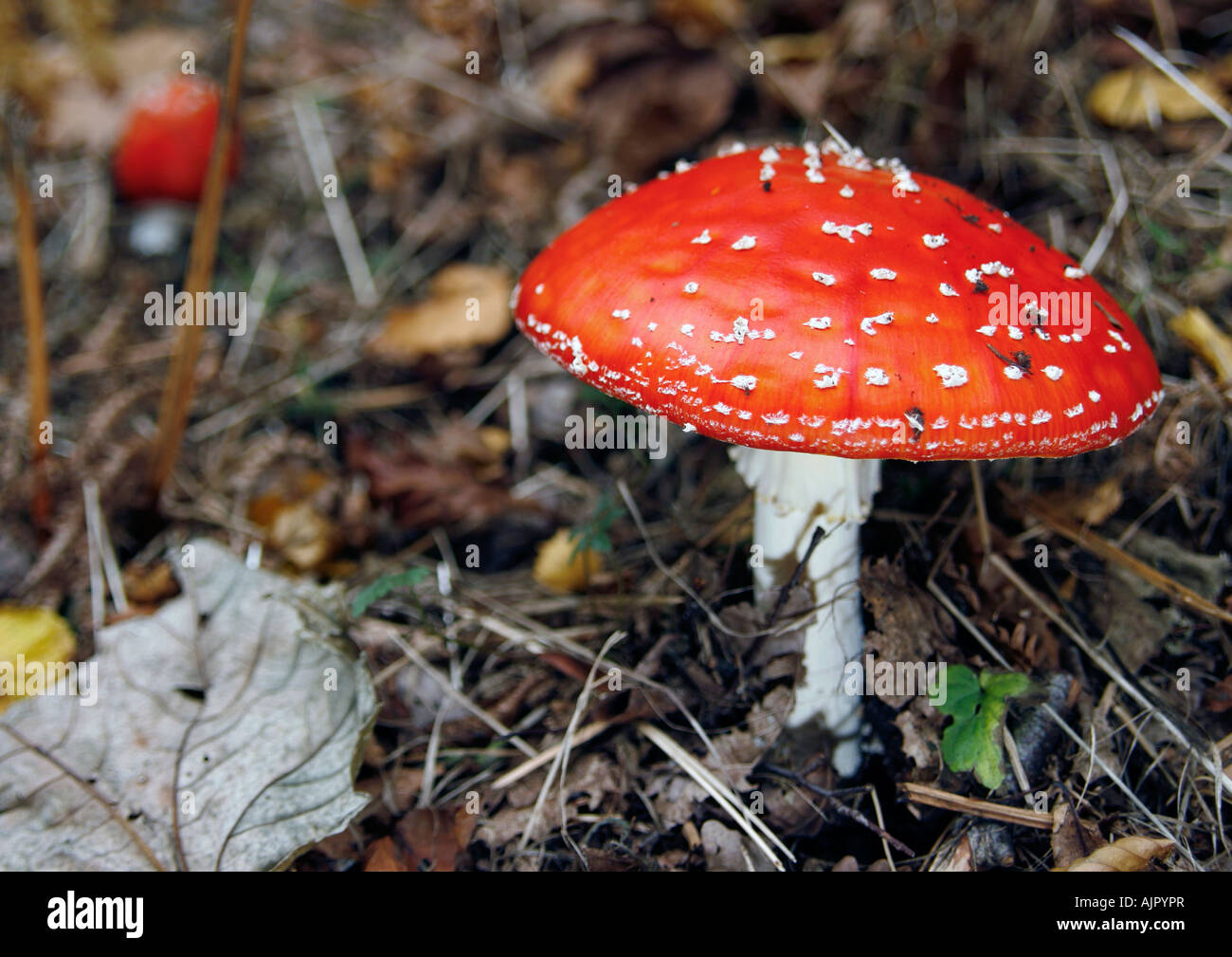 Toad on toadstool hi-res stock photography and images - Alamy