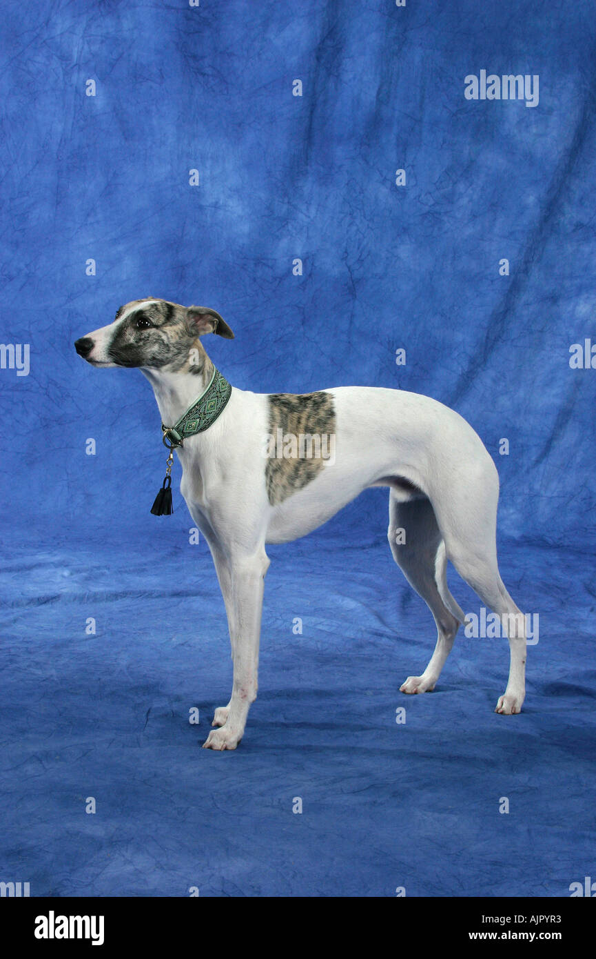 Side upright hi-res stock photography and images - Alamy