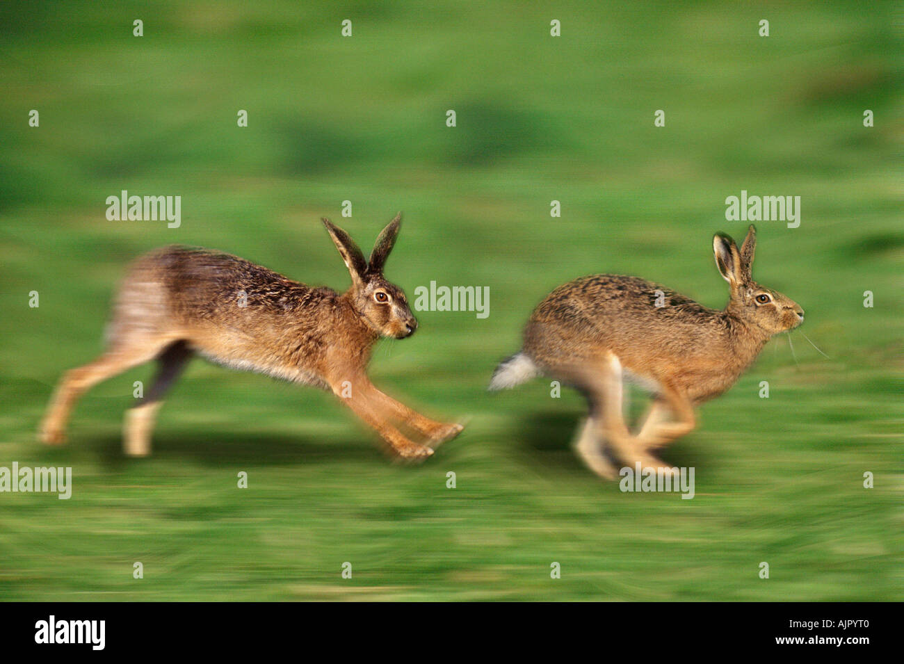 Brown Hares Lepus Europaeus Adult Stock Photos & Brown Hares Lepus ...