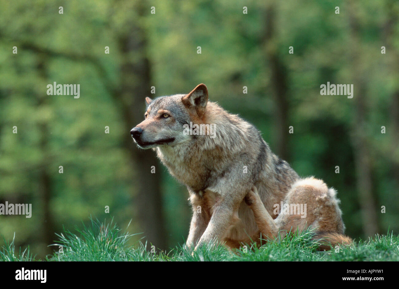 Wolf Canis lupus Stock Photo - Alamy