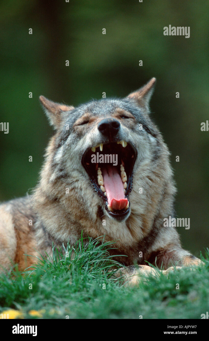 Wolf Canis lupus Stock Photo - Alamy