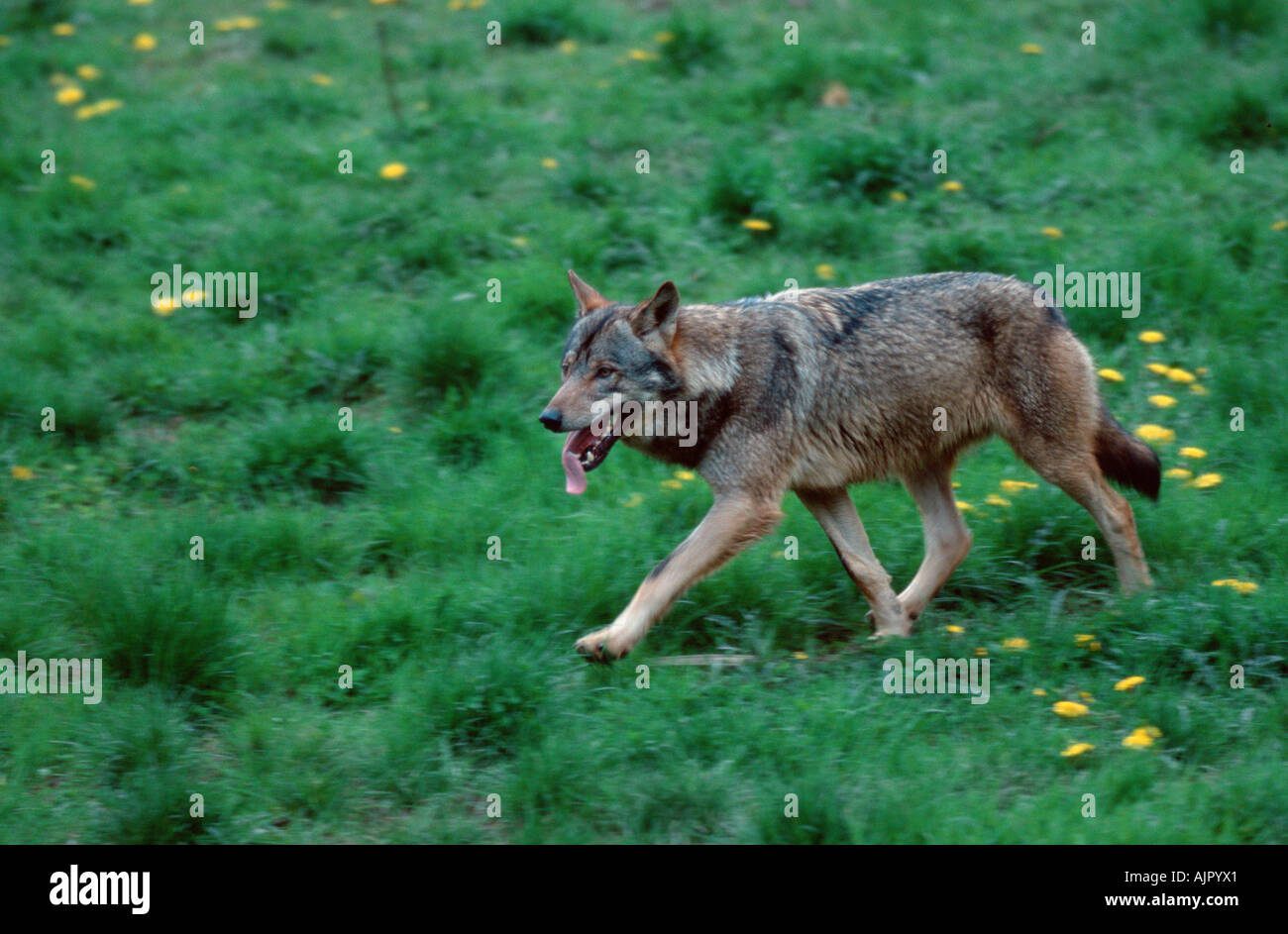 Wolf Canis lupus Stock Photo - Alamy