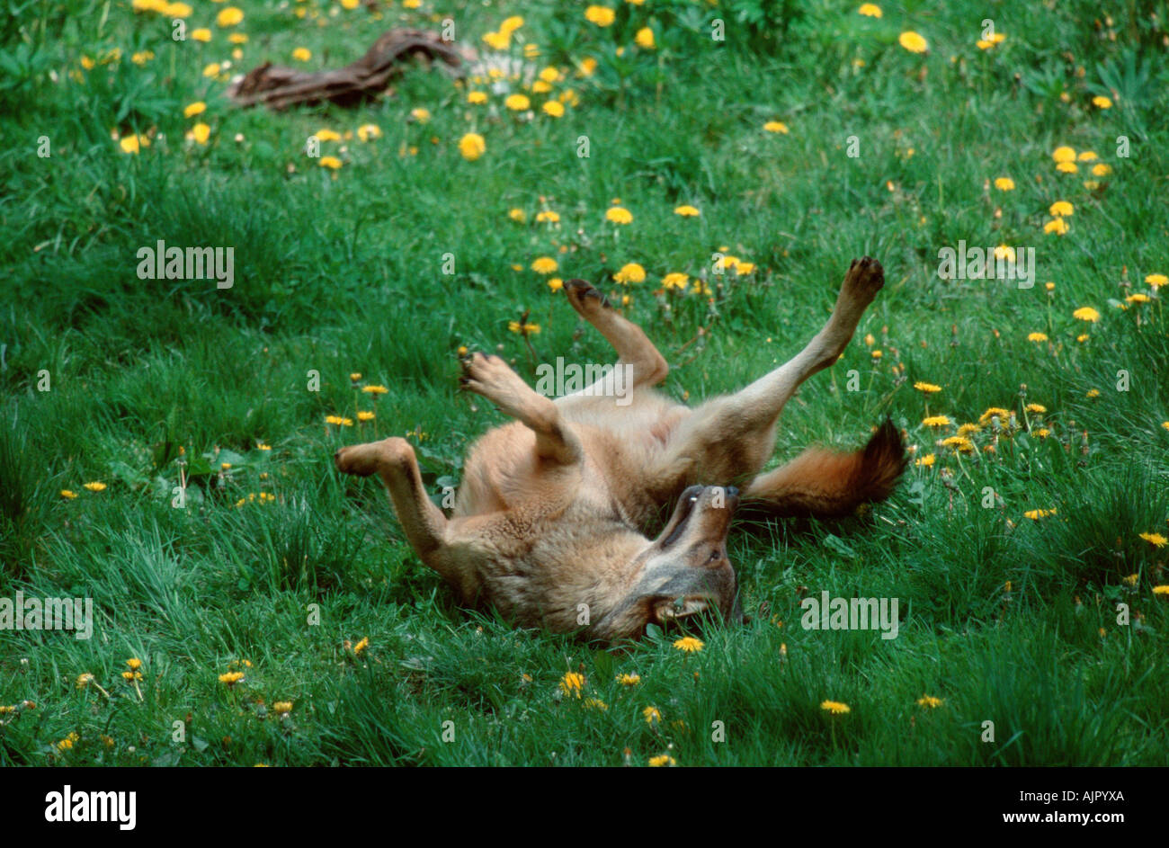 Wolf rolling on carcass Canis lupus Stock Photo - Alamy