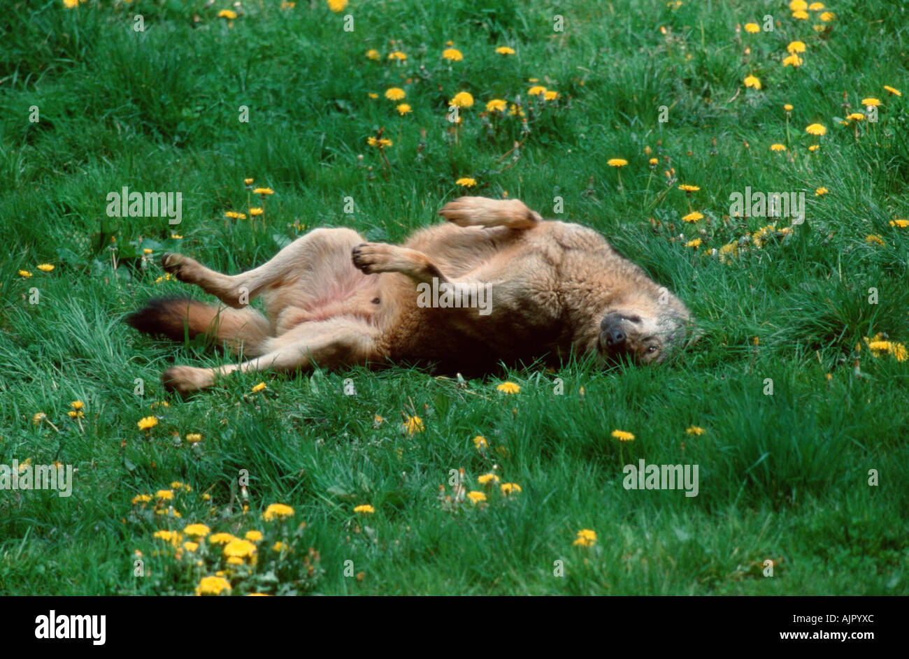 Rolling prey hi-res stock photography and images - Alamy