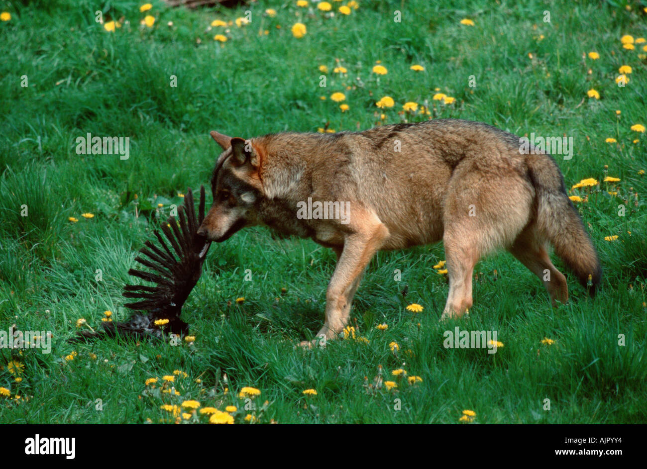 Wolf with dead crow Canis lupus Stock Photo - Alamy