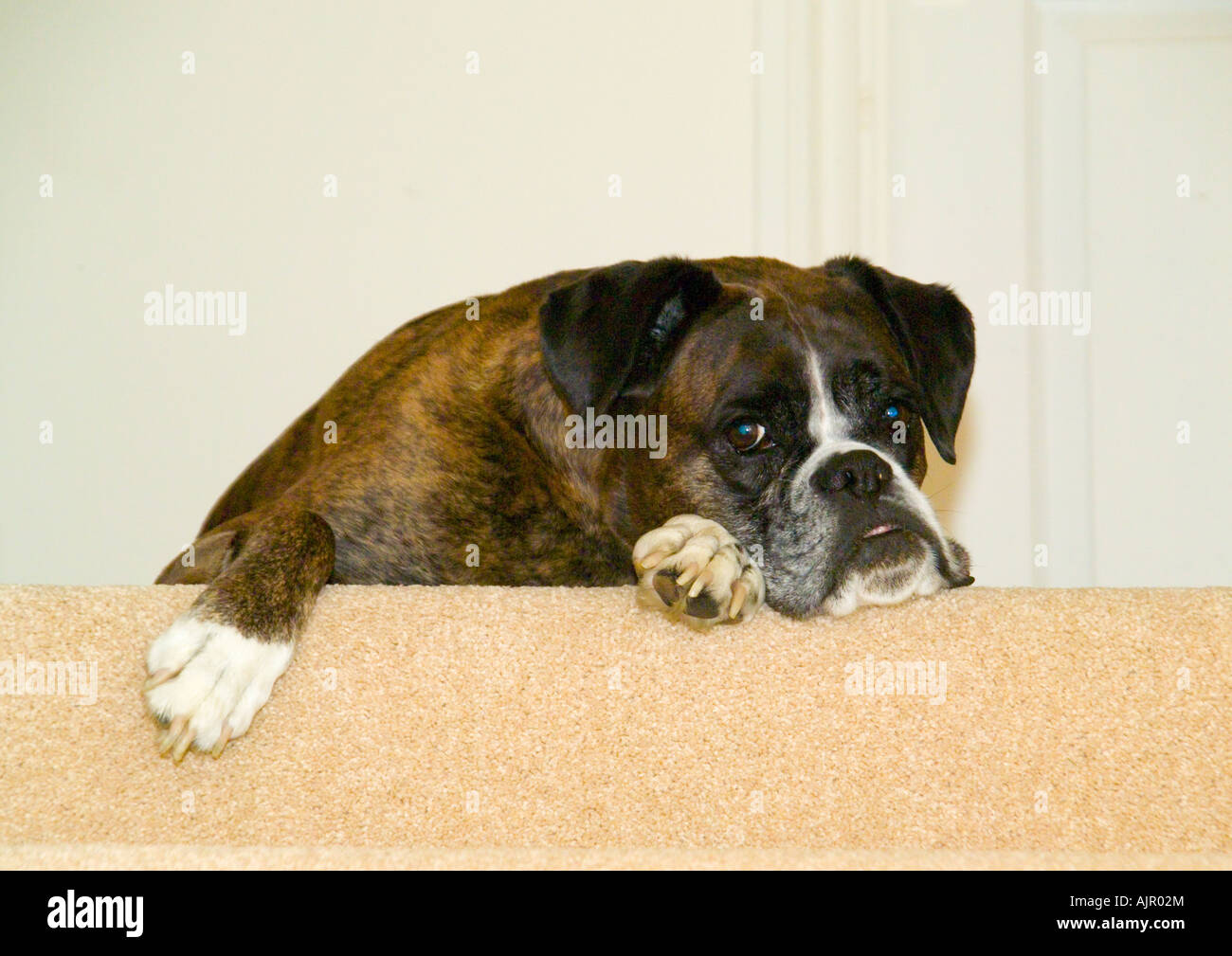 sad Boxer dog Stock Photo - Alamy