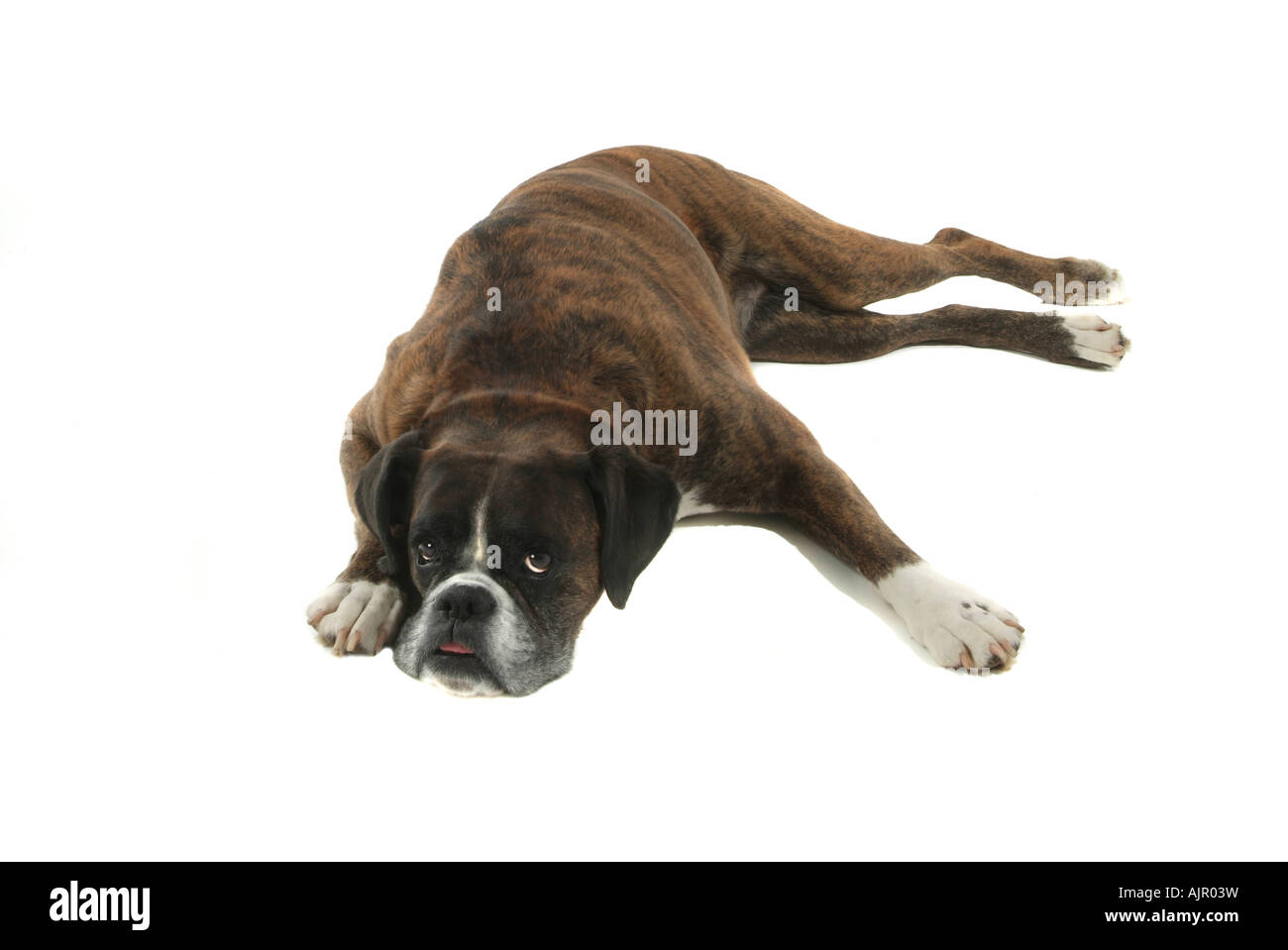 Sad looking boxer dog hi-res stock photography and images - Alamy
