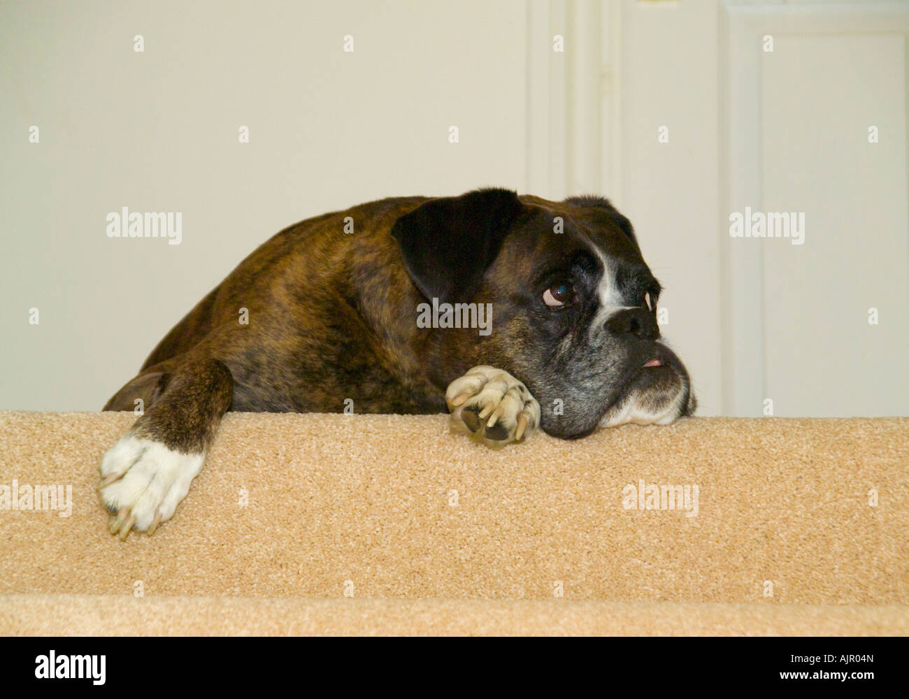 sad Boxer dog Stock Photo - Alamy