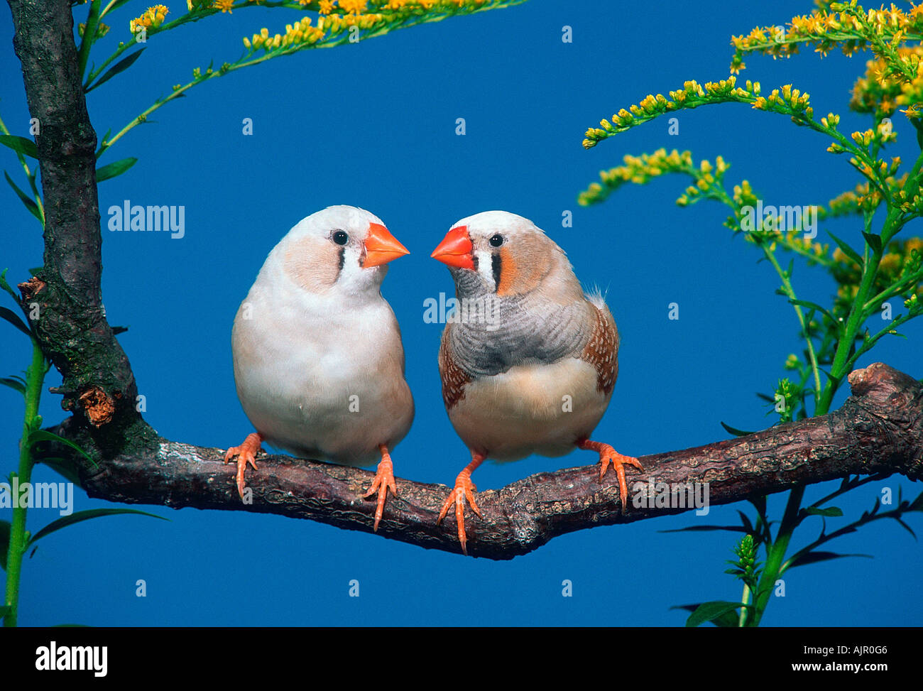 Zebra finches hi-res stock photography and images - Alamy