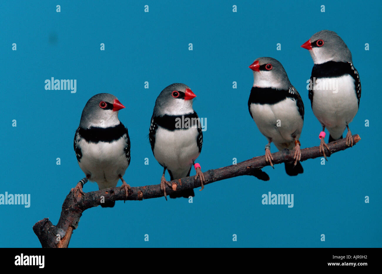 10 guttata hi-res stock photography and images - Alamy