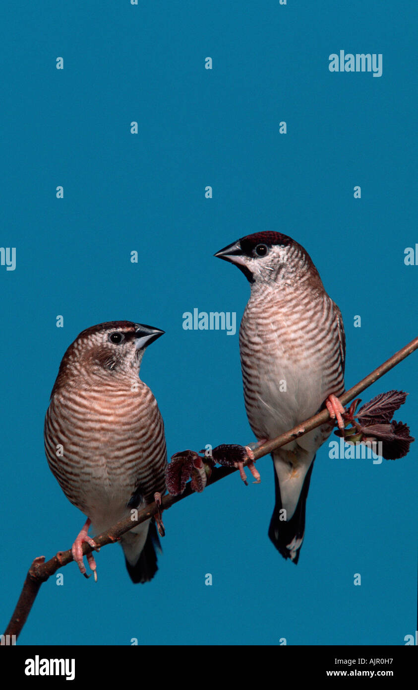 Cherry Finches pair Aidemosyne modesta Plum headed Finch Stock Photo ...