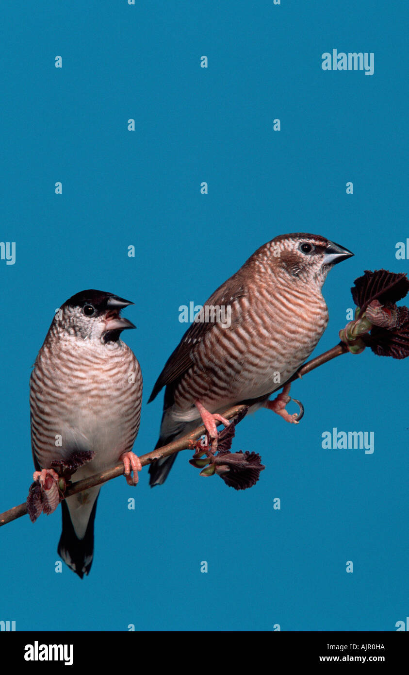 Cherry Finches pair Aidemosyne modesta Plum headed Finch Stock Photo ...