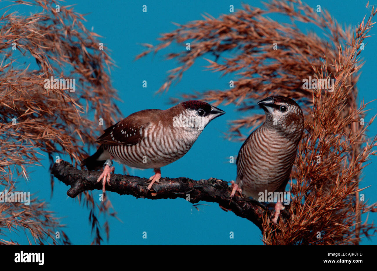 Cherry Finches pair Aidemosyne modesta Plum headed Finch Stock Photo ...