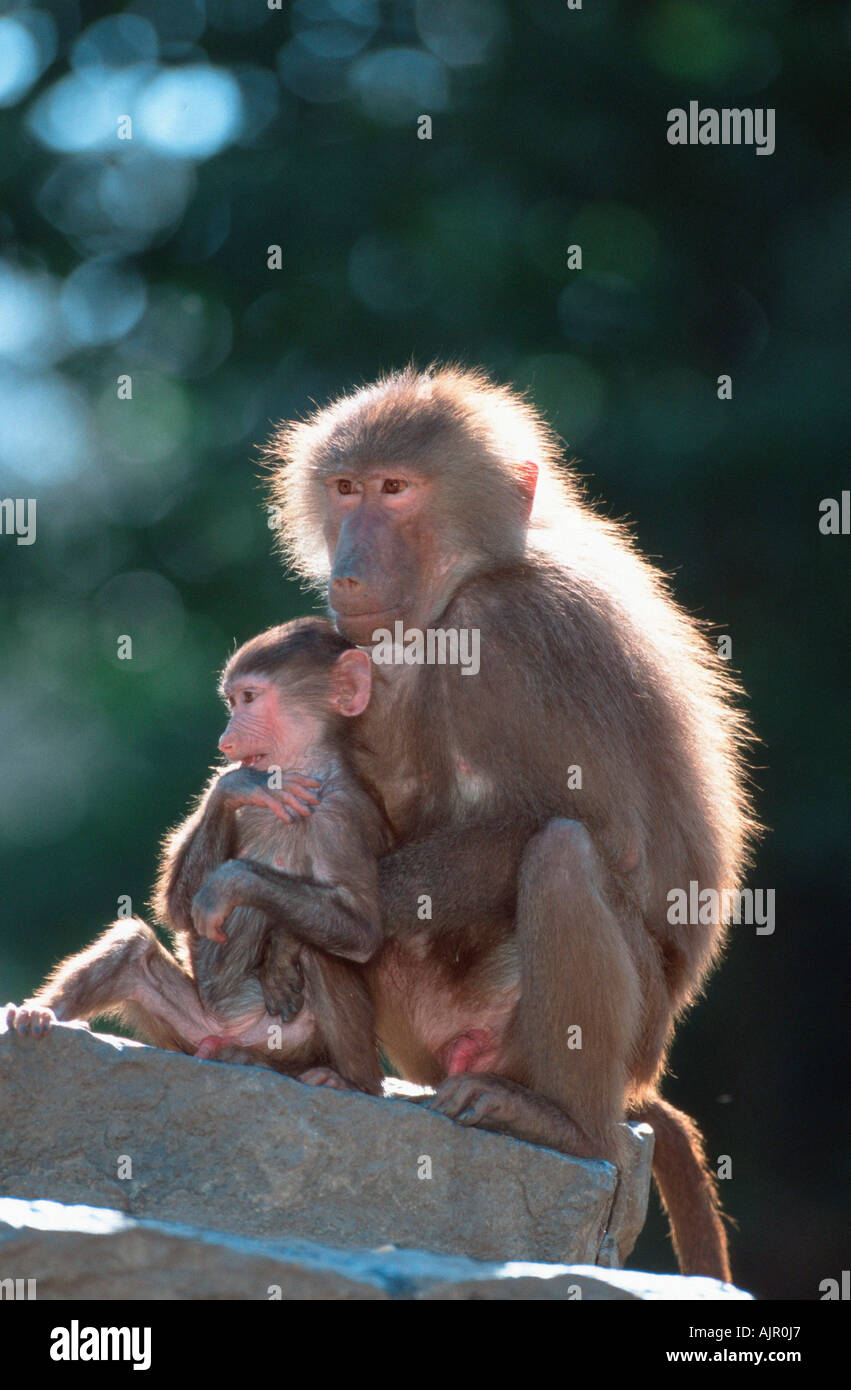 Hamadryas Baboons young male and young Papio hamadryas Stock Photo - Alamy