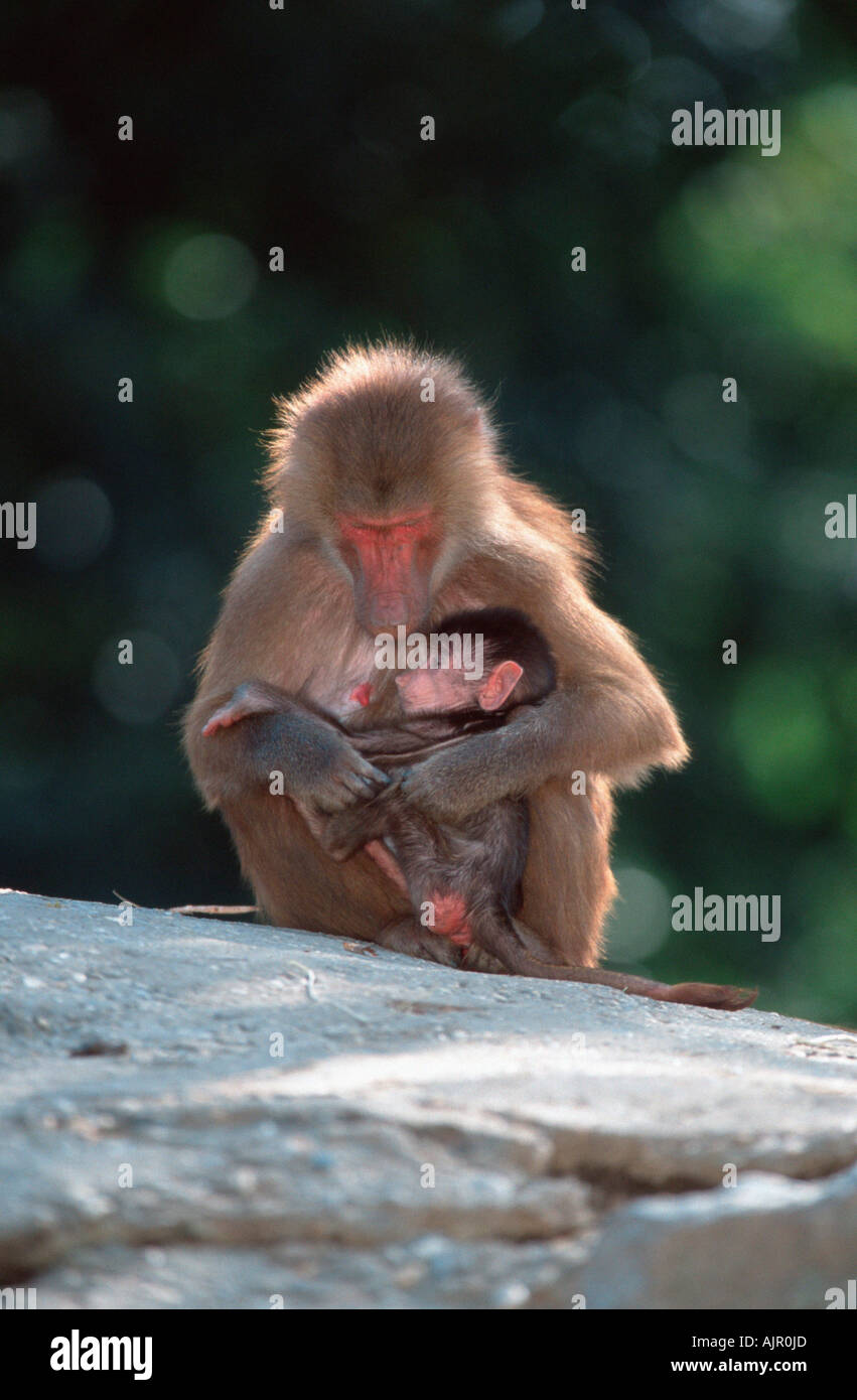 Hamadryas Baboons female grooming young Papio hamadryas Stock Photo - Alamy