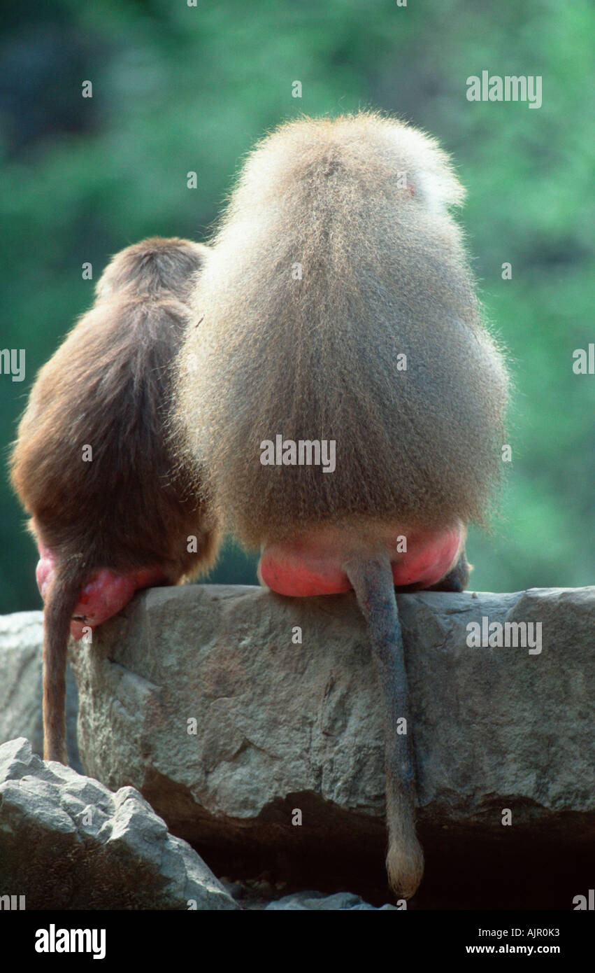 Hamadryas Baboons pair Papio hamadryas Stock Photo - Alamy