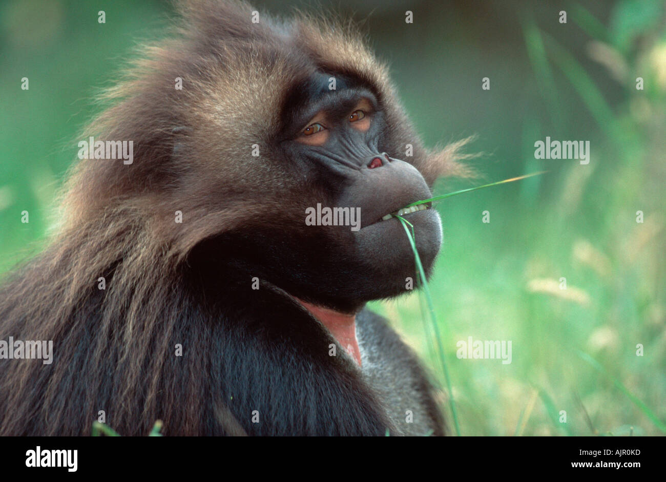 Theropithecus gelada eating hi-res stock photography and images - Alamy