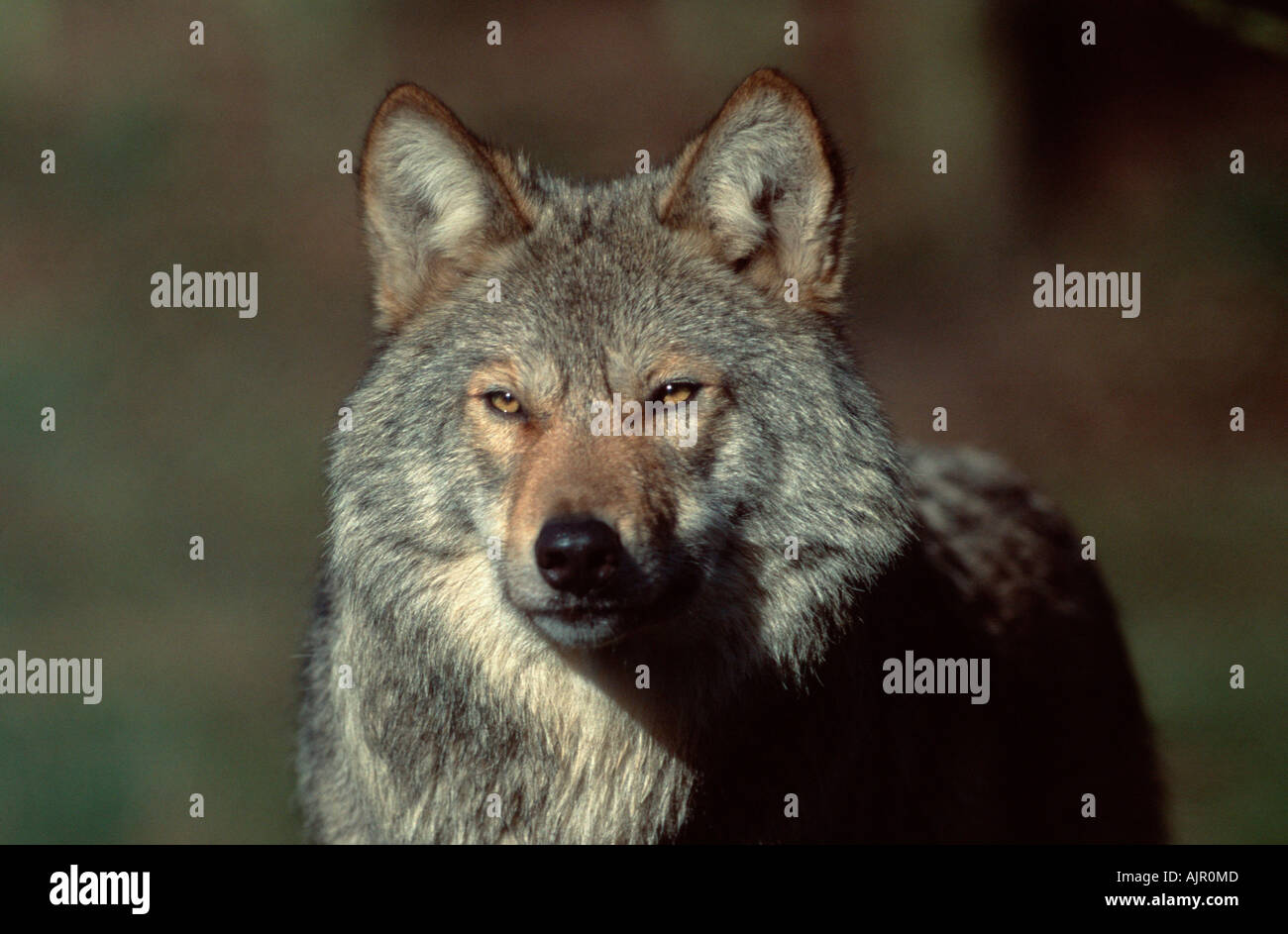 Wolf Canis lupus Stock Photo - Alamy