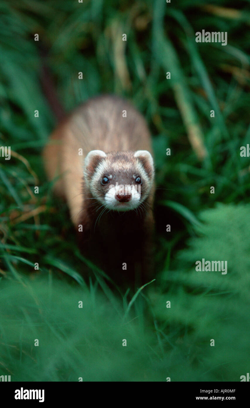 Polecat prey hi-res stock photography and images - Alamy